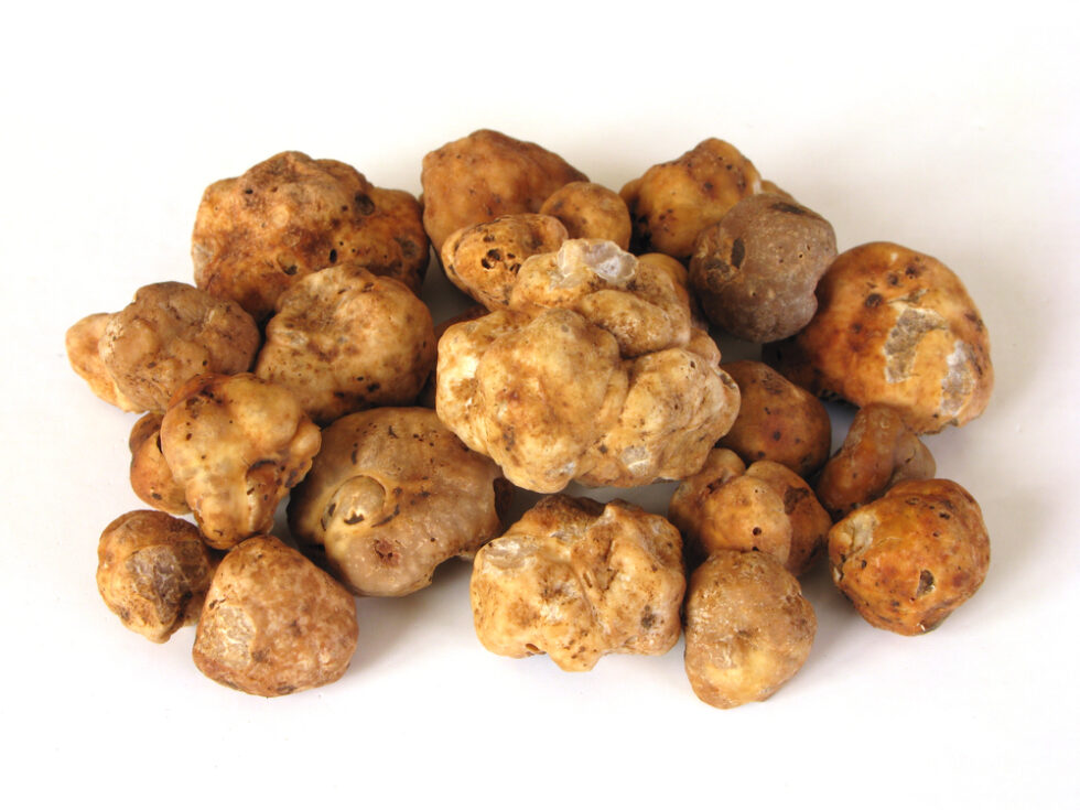 Bianchetto: un tartufo tutto da scoprire! | Fortunati Antonio